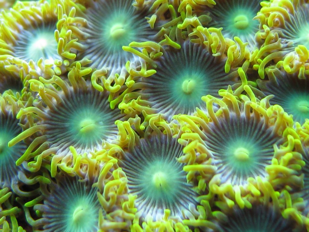 Introduction to Corals – Advanced Aquarium Concepts