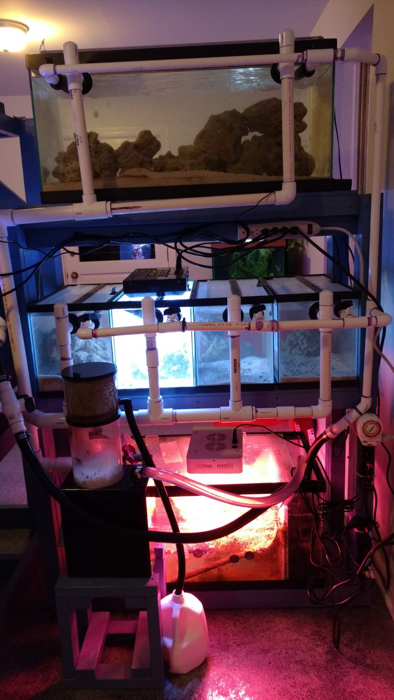 Aquarium Blog – Advanced Aquarium Concepts
