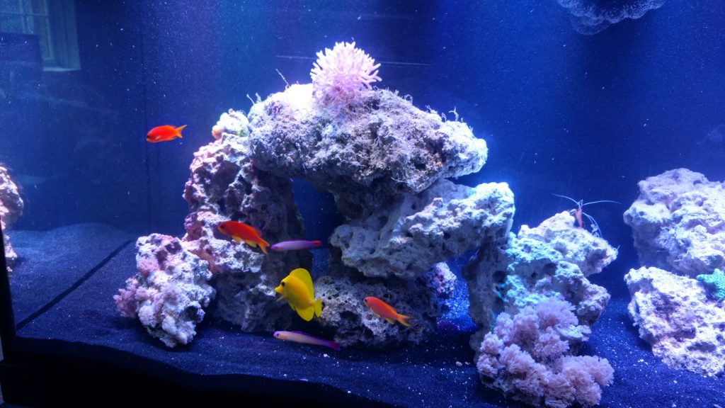 Aquarium Blog – Advanced Aquarium Concepts