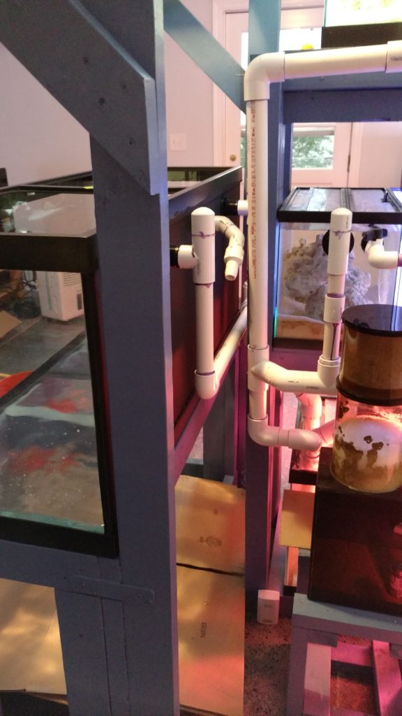 Aquarium Blog – Advanced Aquarium Concepts