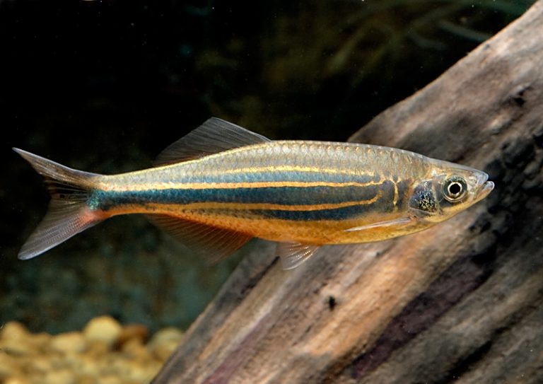 Best Tankmates for Goldfish – Advanced Aquarium Concepts