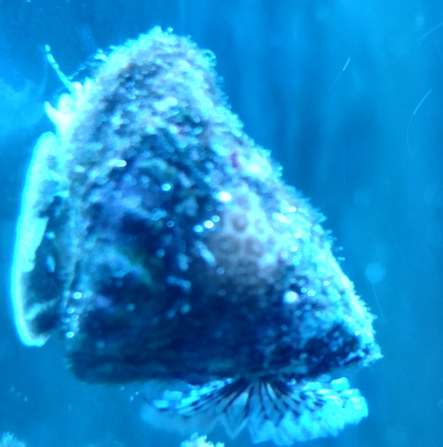 Reef Invertebrates – Advanced Aquarium Concepts